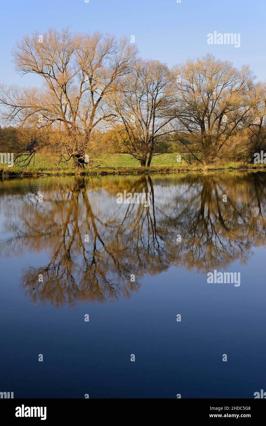 Willows (Salix), trees on the river bank reflected on the water surface ...