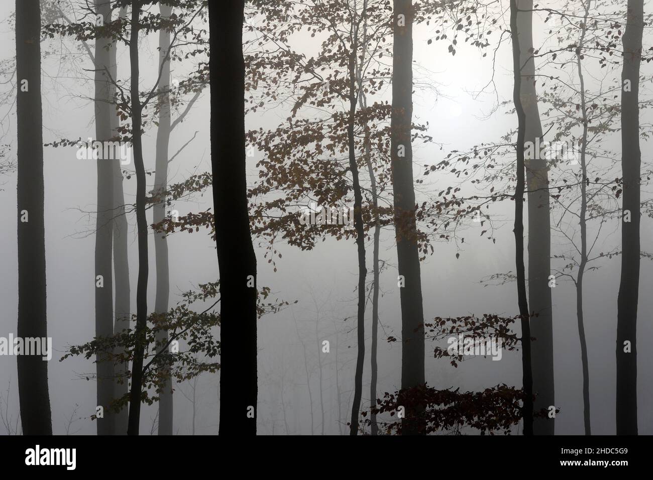 Deciduous forest, trees backlit, sun shining through dense fog, North ...