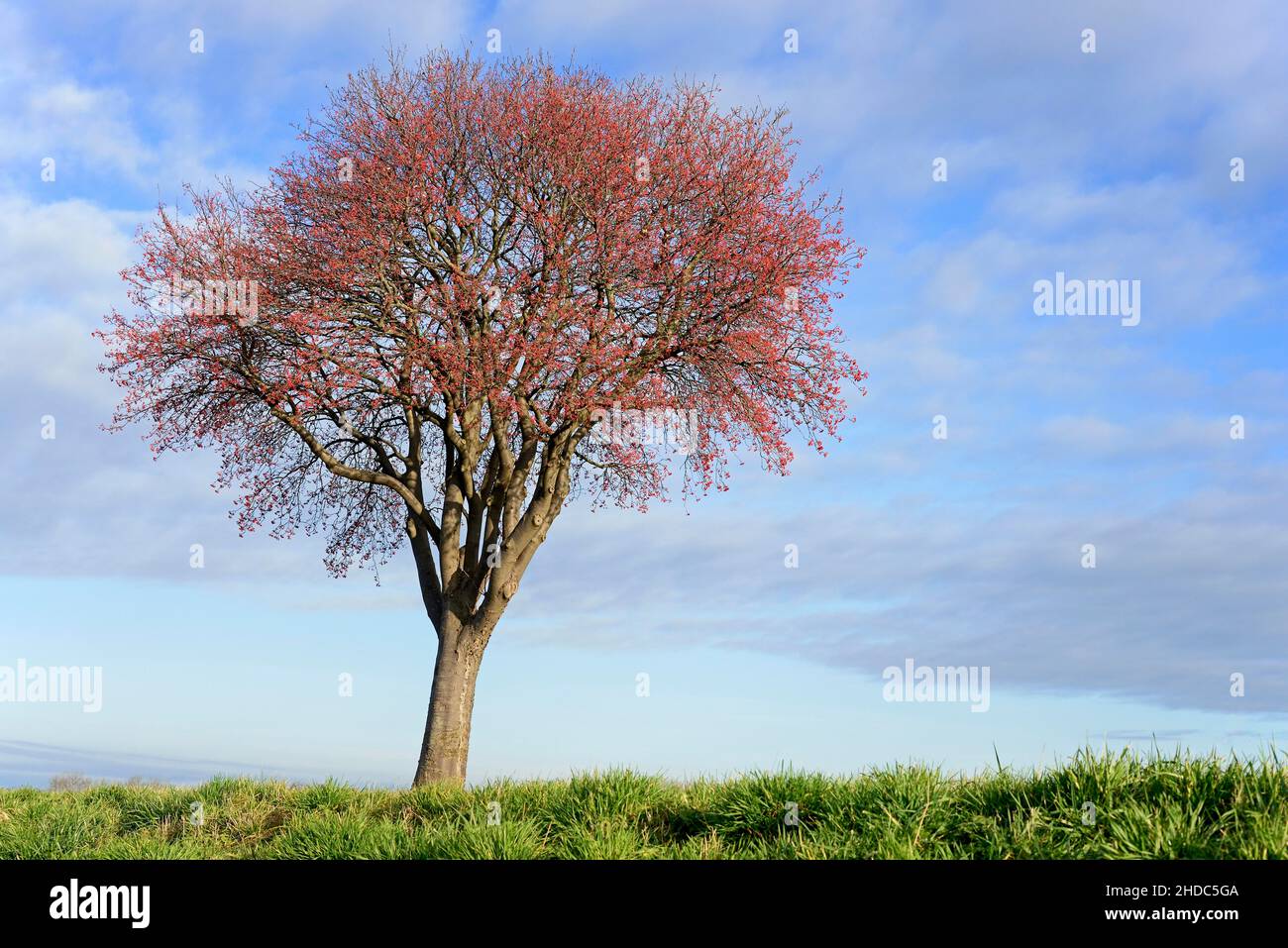 Deciduous tree, European mountain ash (Sorbus aria), solitary tree with ...
