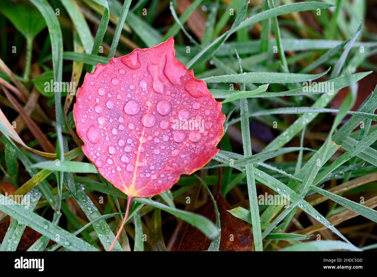 Aspen (Populus tremula), trembling poplar, autumn leaves with raindrops ...