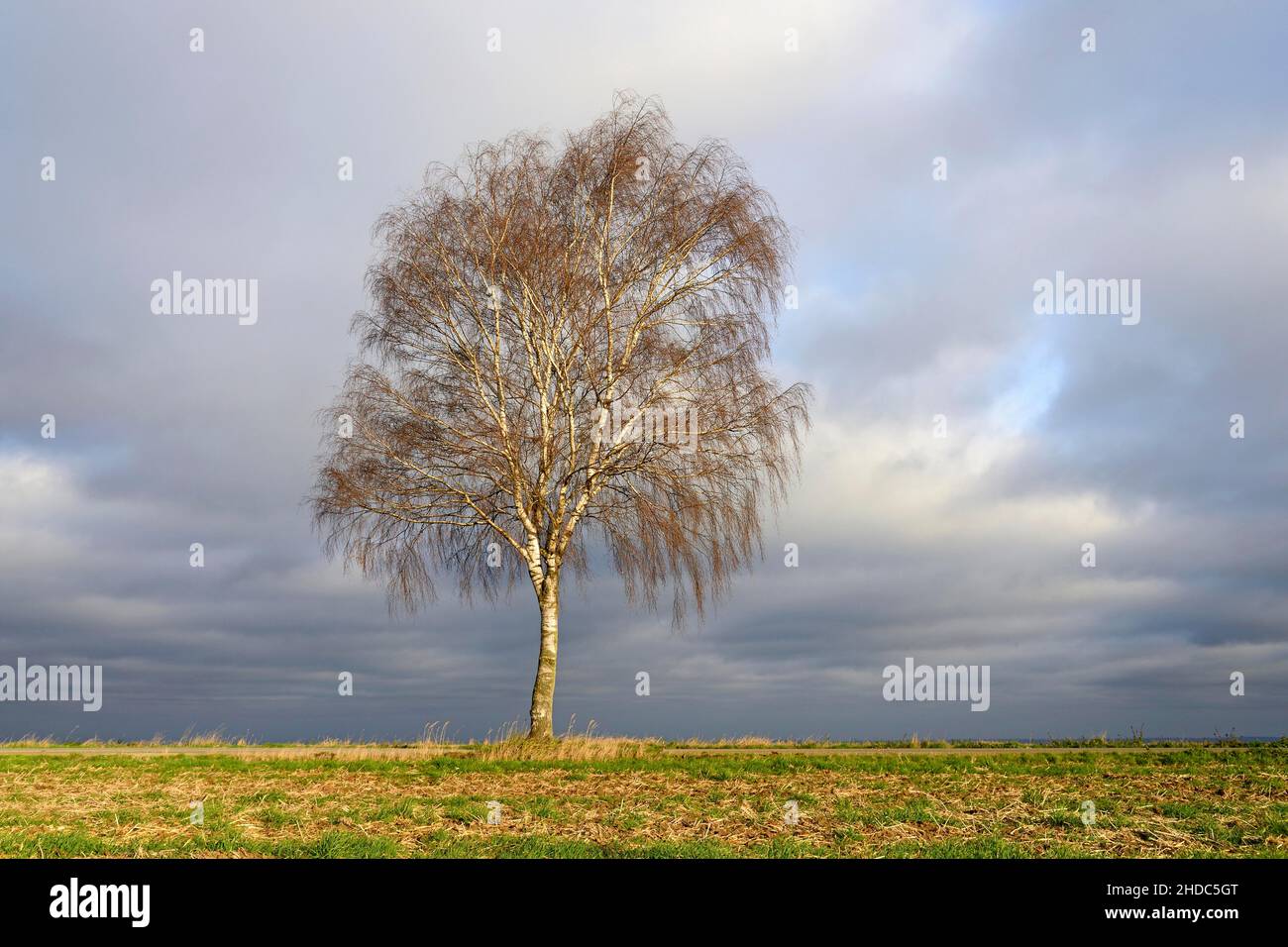 Birch (Betula), solitary tree in autumn, dramatic cloudy sky, North ...