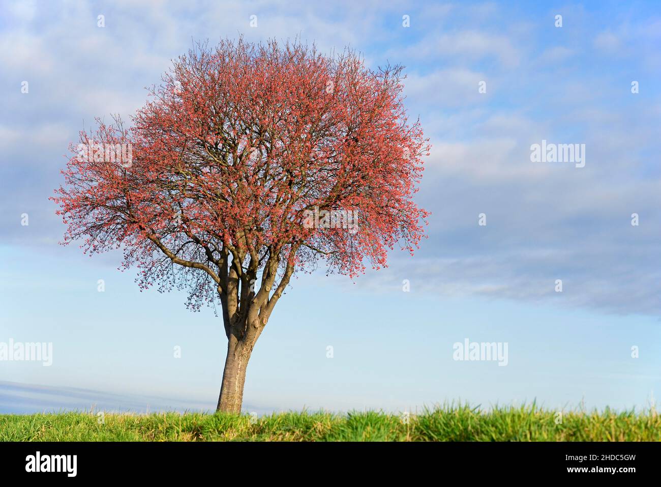Deciduous tree, European mountain ash (Sorbus aria), solitary tree with ...