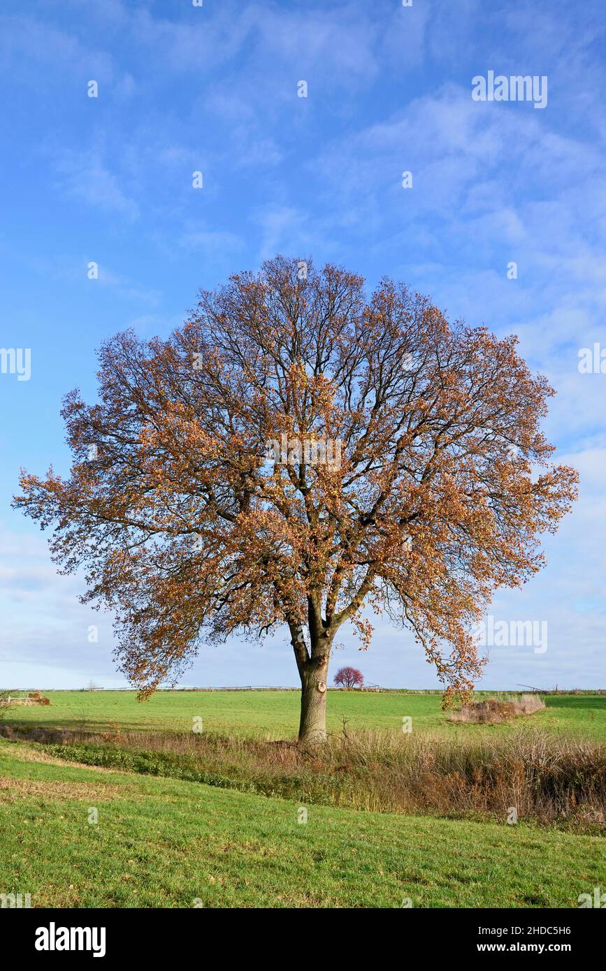 Deciduous trees, soltary trees, oak (Quercus) in the background ...
