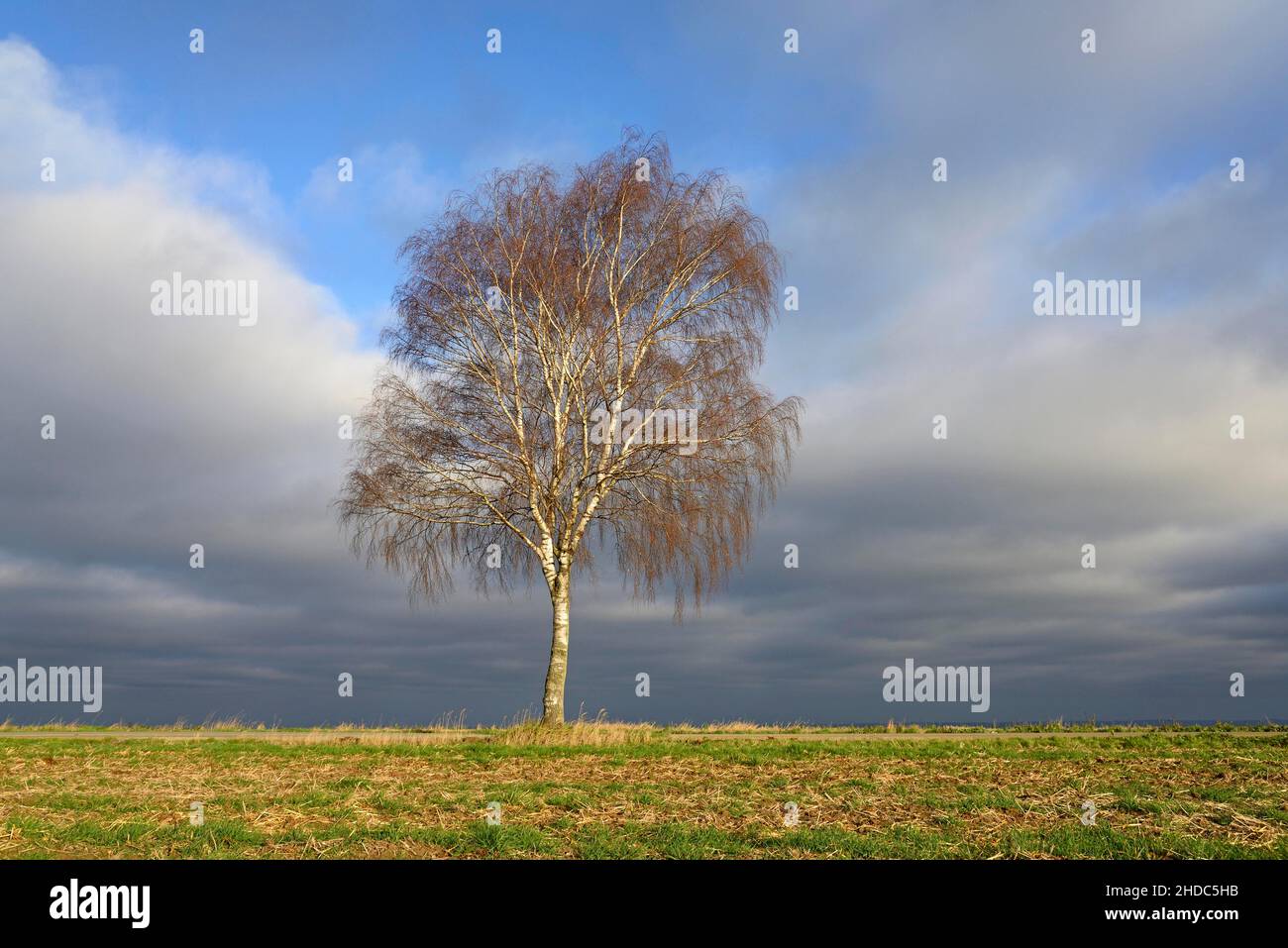 Birch (Betula), solitary tree in autumn, dramatic cloudy sky, North ...
