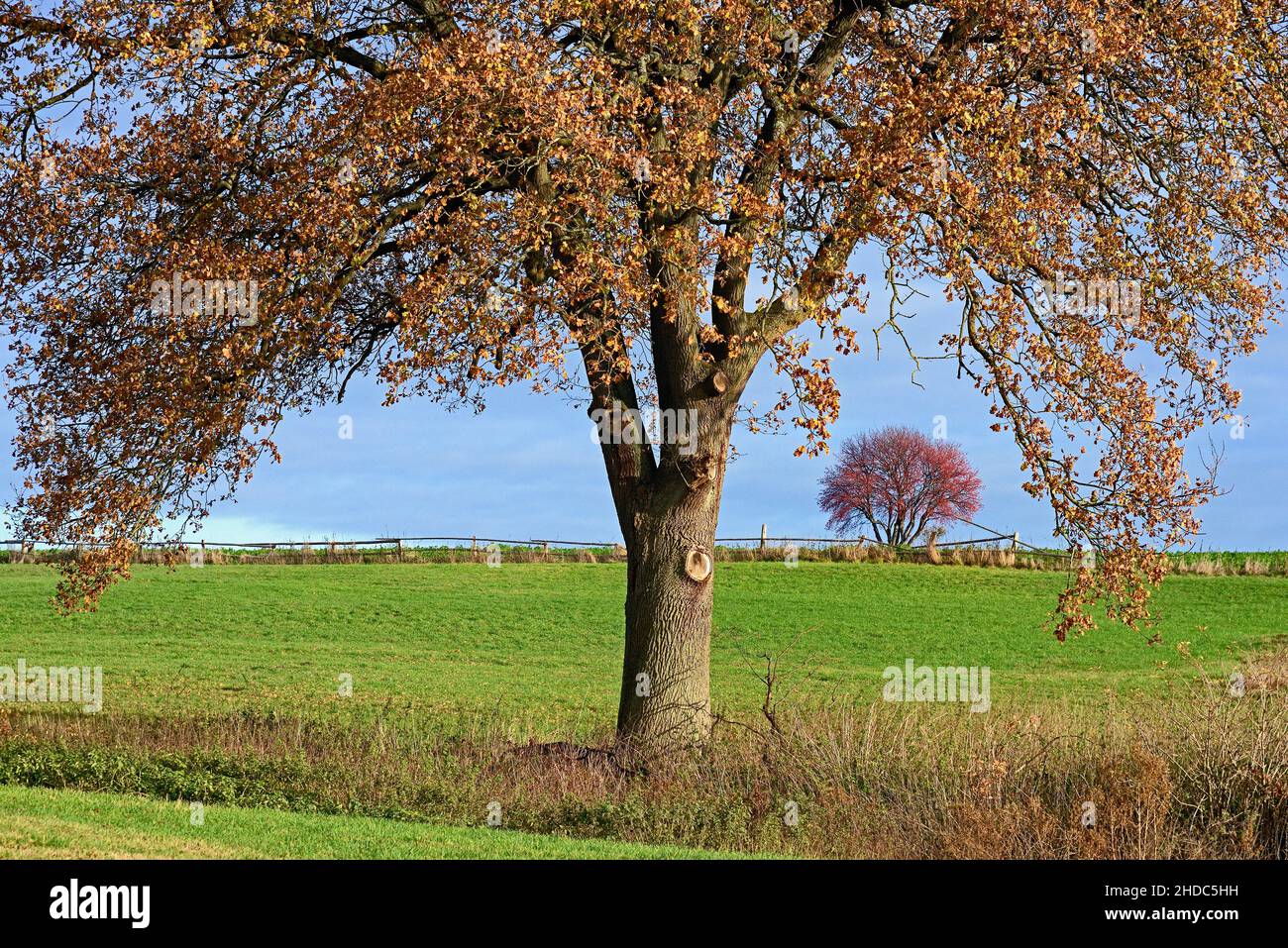 Deciduous trees, soltary trees, oak (Quercus) in the background ...
