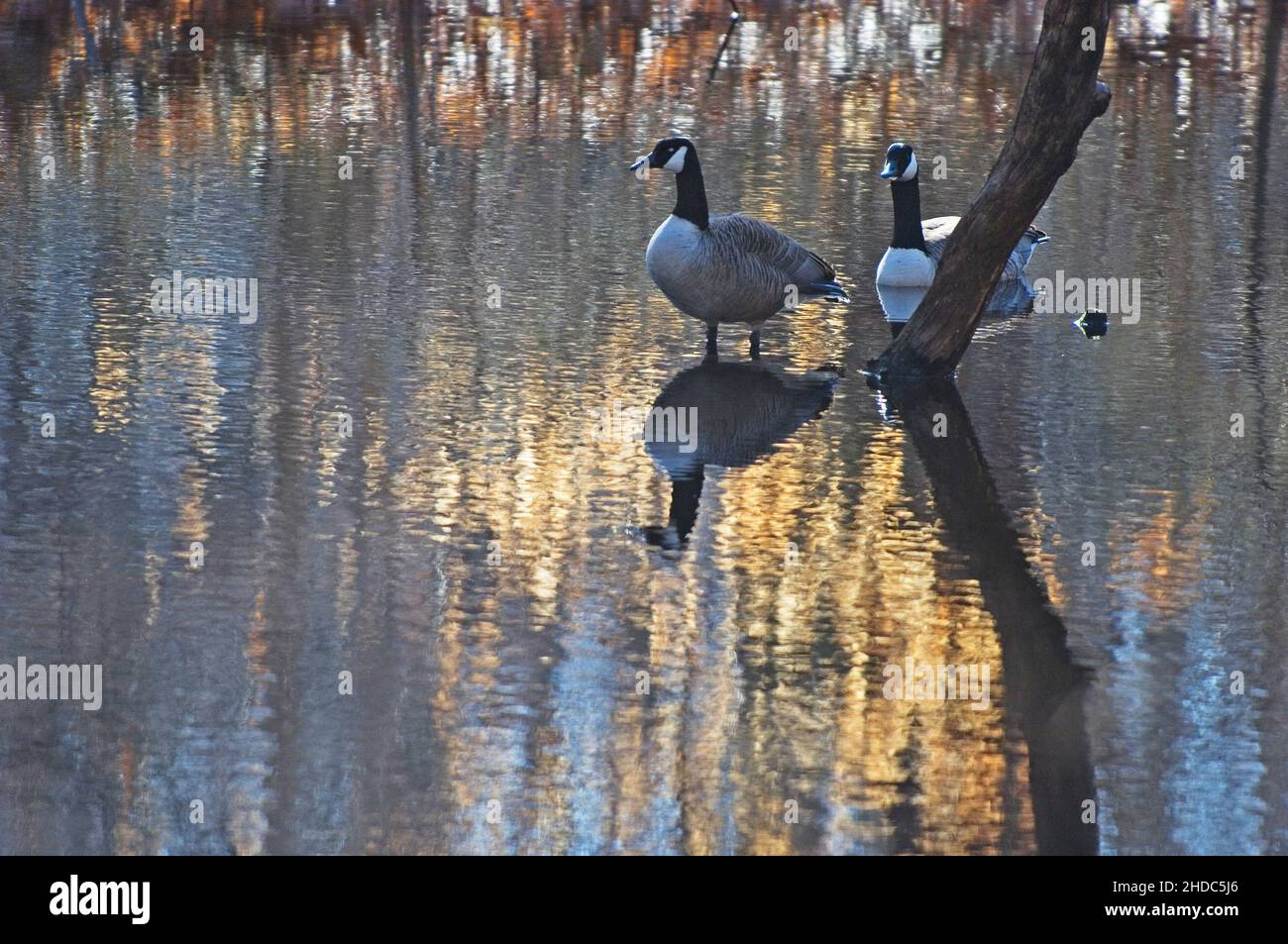 Back of geese hi-res stock photography and images - Alamy