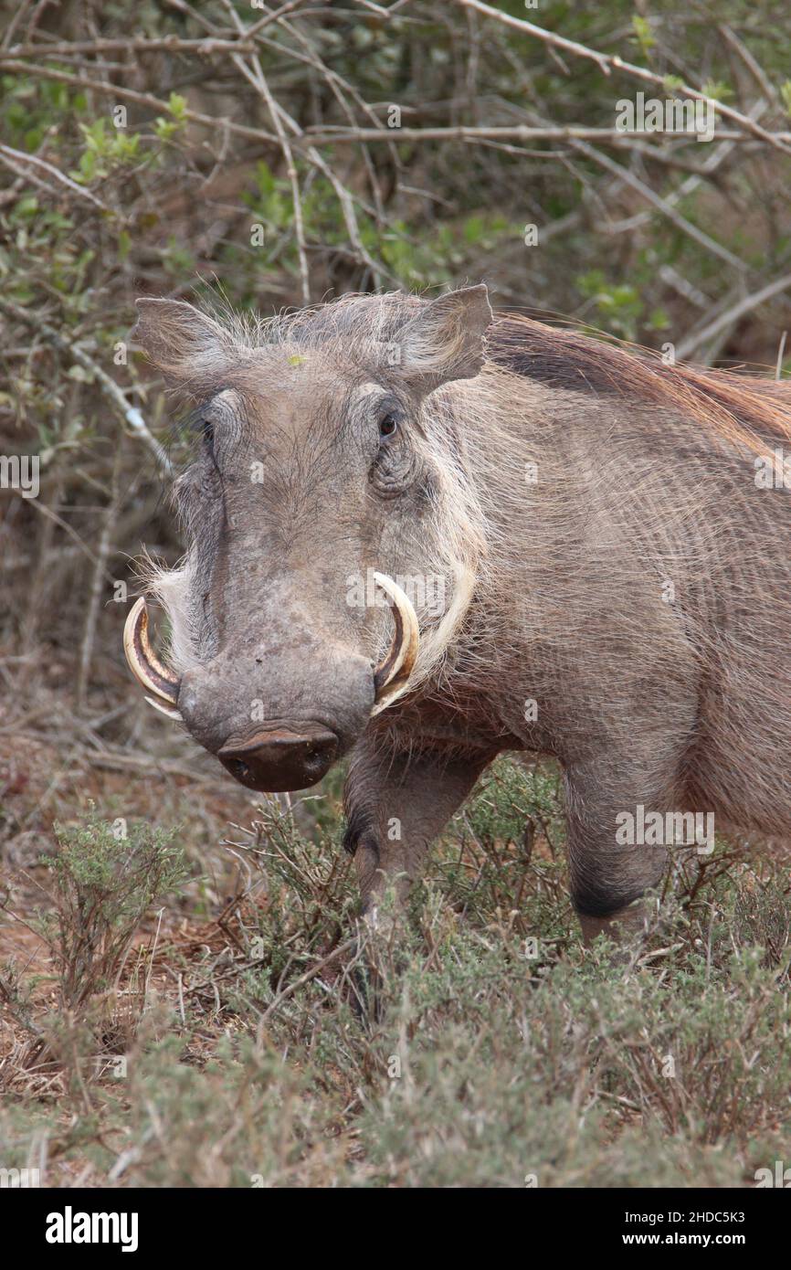 Warthog wild hi-res stock photography and images - Alamy