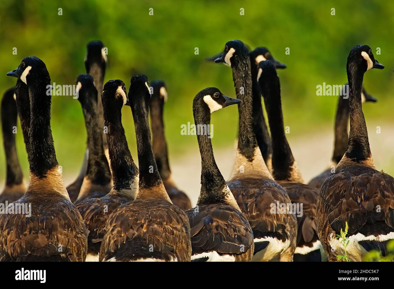 Flock of Canada geese crossing path Stock Photo - Alamy