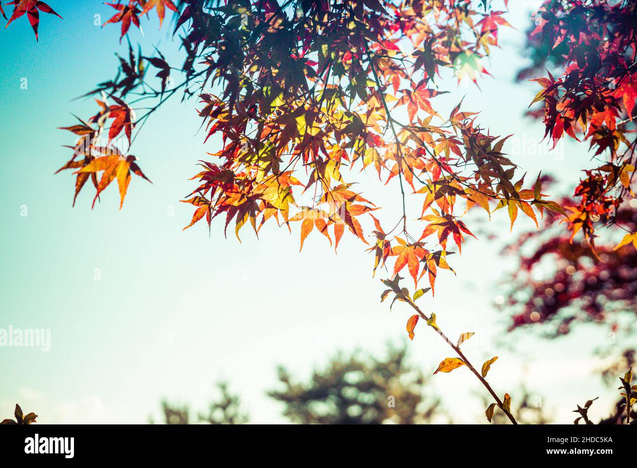 The brilliant colors of fall in Japan with sunlight on the grounds of ...