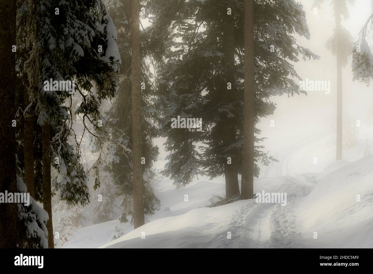 Winter mountain forest in the fog, Toreck, Riezlern, Kleinwalsertal ...