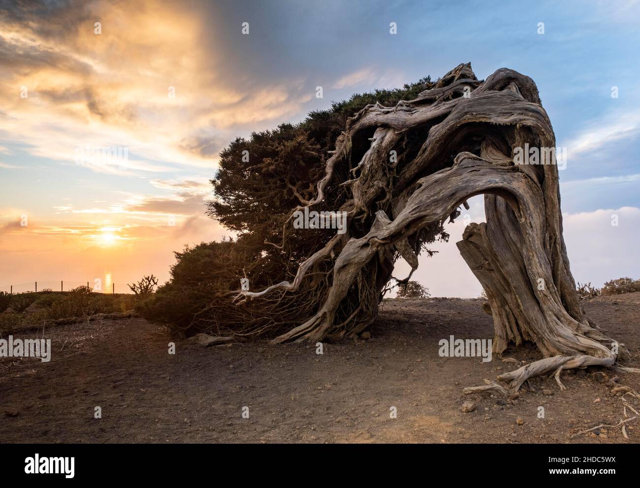 Juniper tree, at sunset, El Sabinar, El Hierro, Canary Islands, Spain ...