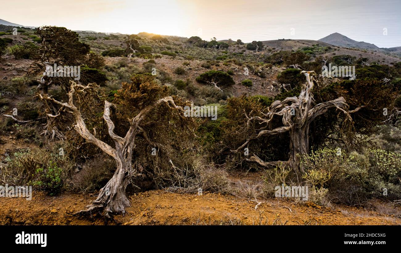 Juniper tree, at sunset, El Sabinar, El Hierro, Canary Islands, Spain ...