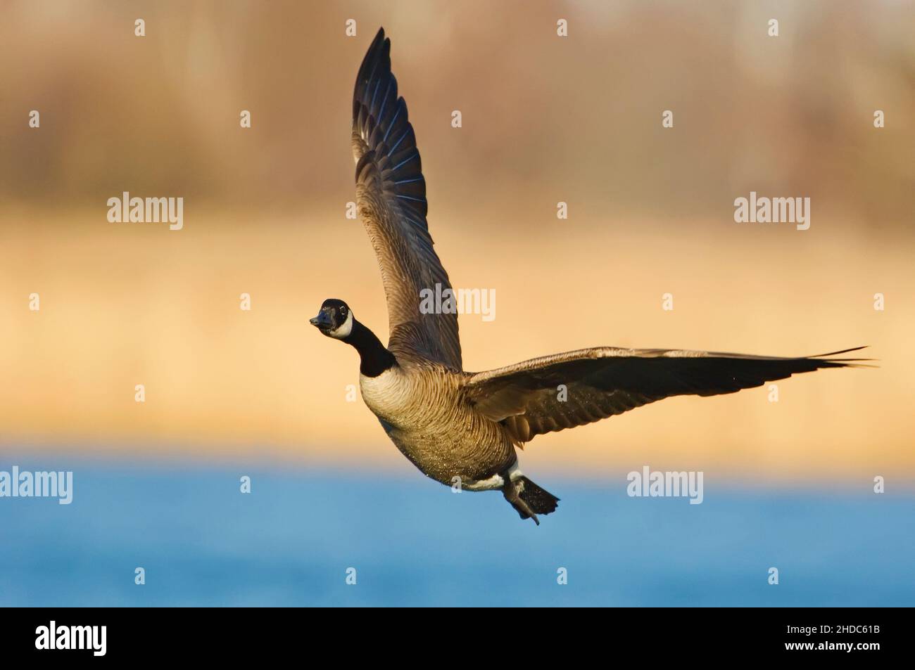 Close up canada geese flying hi-res stock photography and images - Alamy