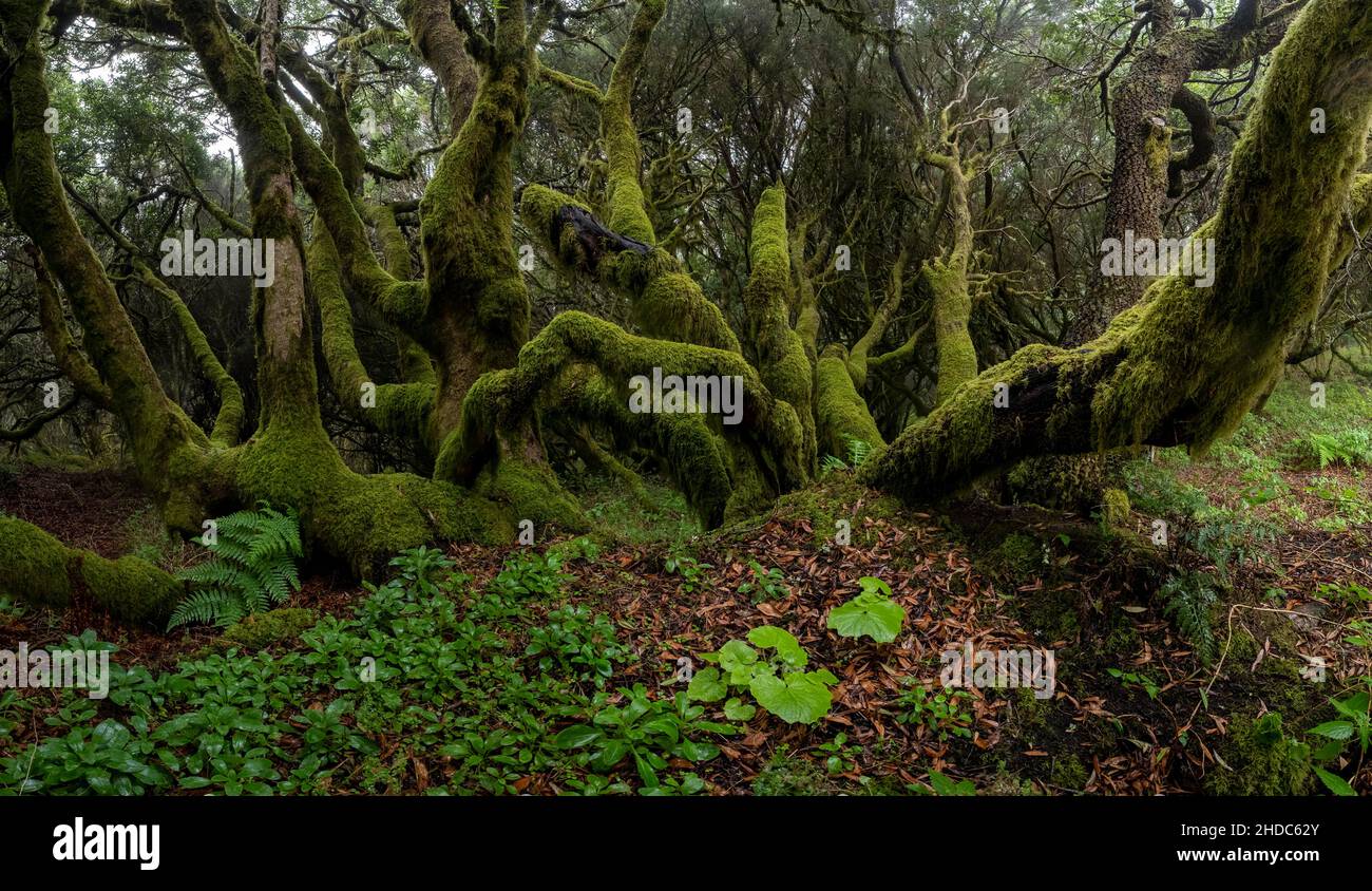 Monteverde cloud forest reserve moss hi-res stock photography and ...