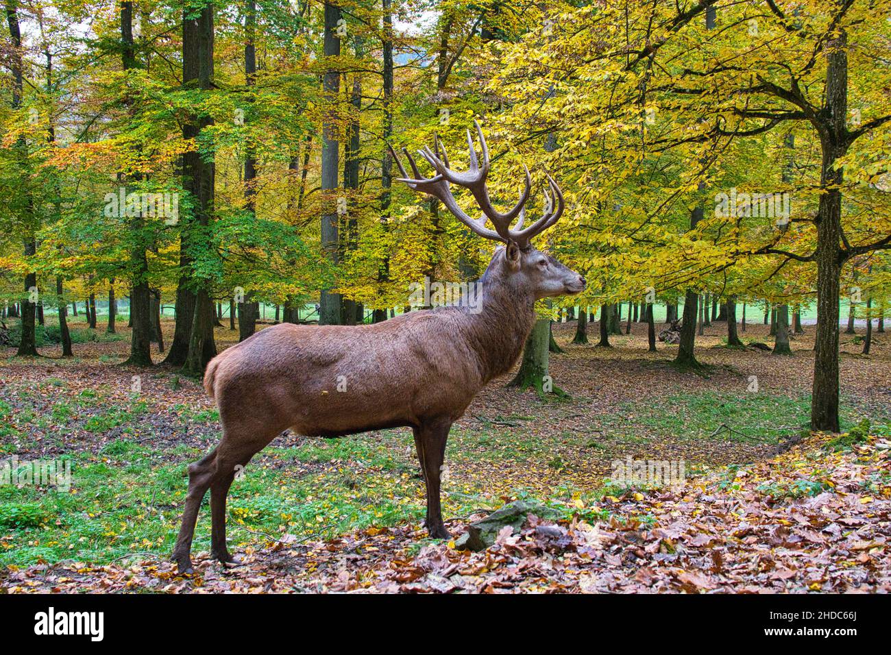 Red deer with beautiful antlers in the forest Stock Photo - Alamy