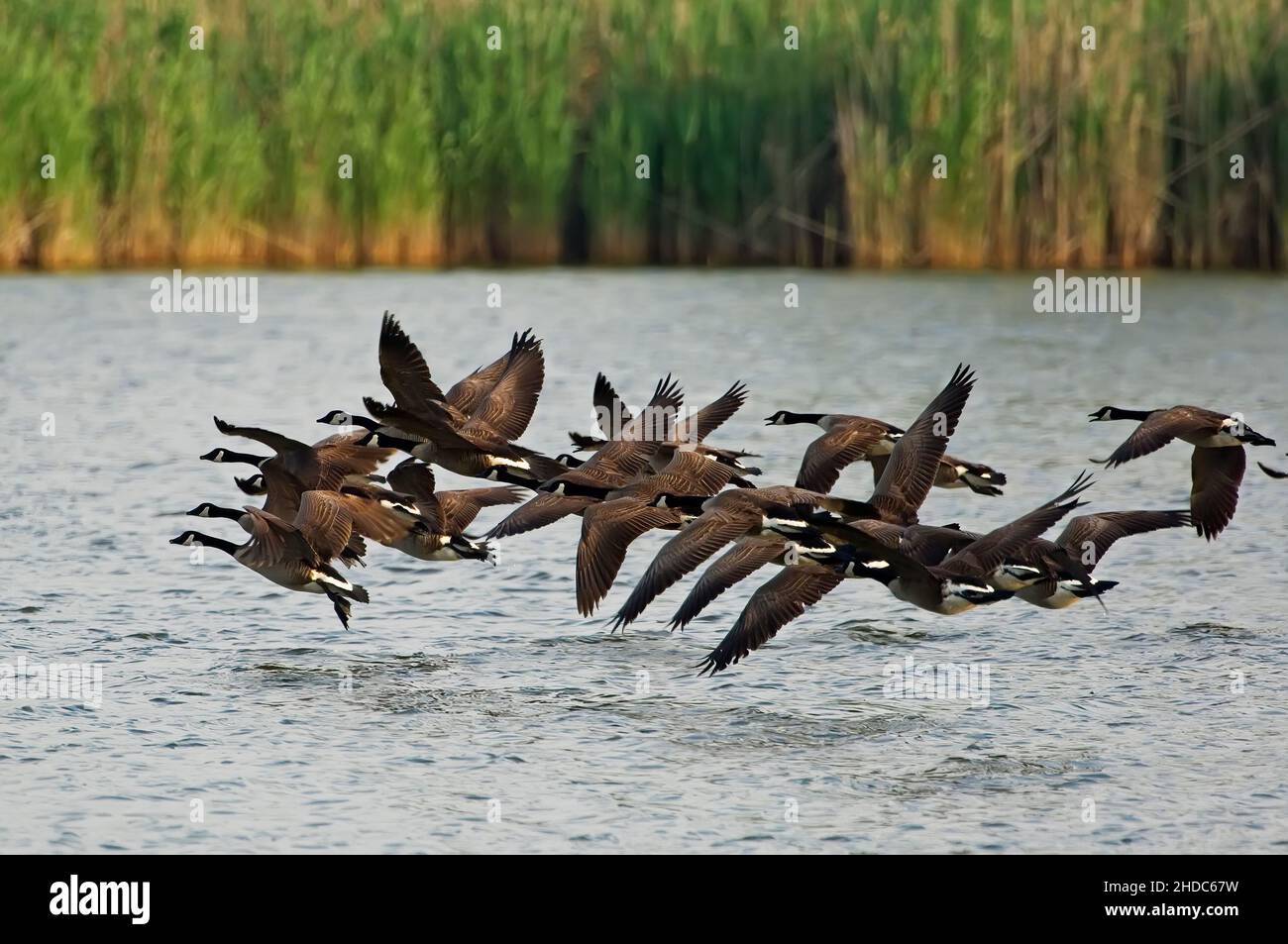 Flock flying canada geese hi-res stock photography and images - Alamy
