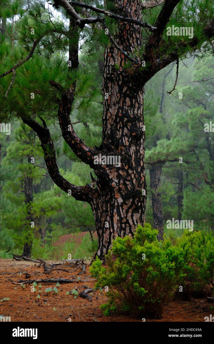 El Pinar pine forest, canary island pine (Pinus canariensis), El Hierro ...