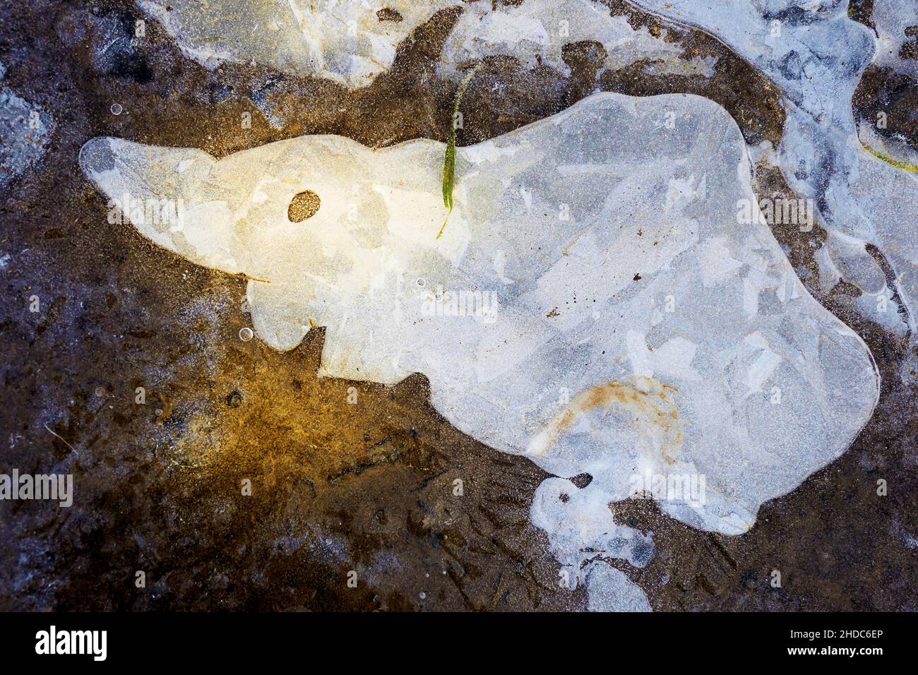 Ice structure in a frozen puddle of water hi-res stock photography and ...