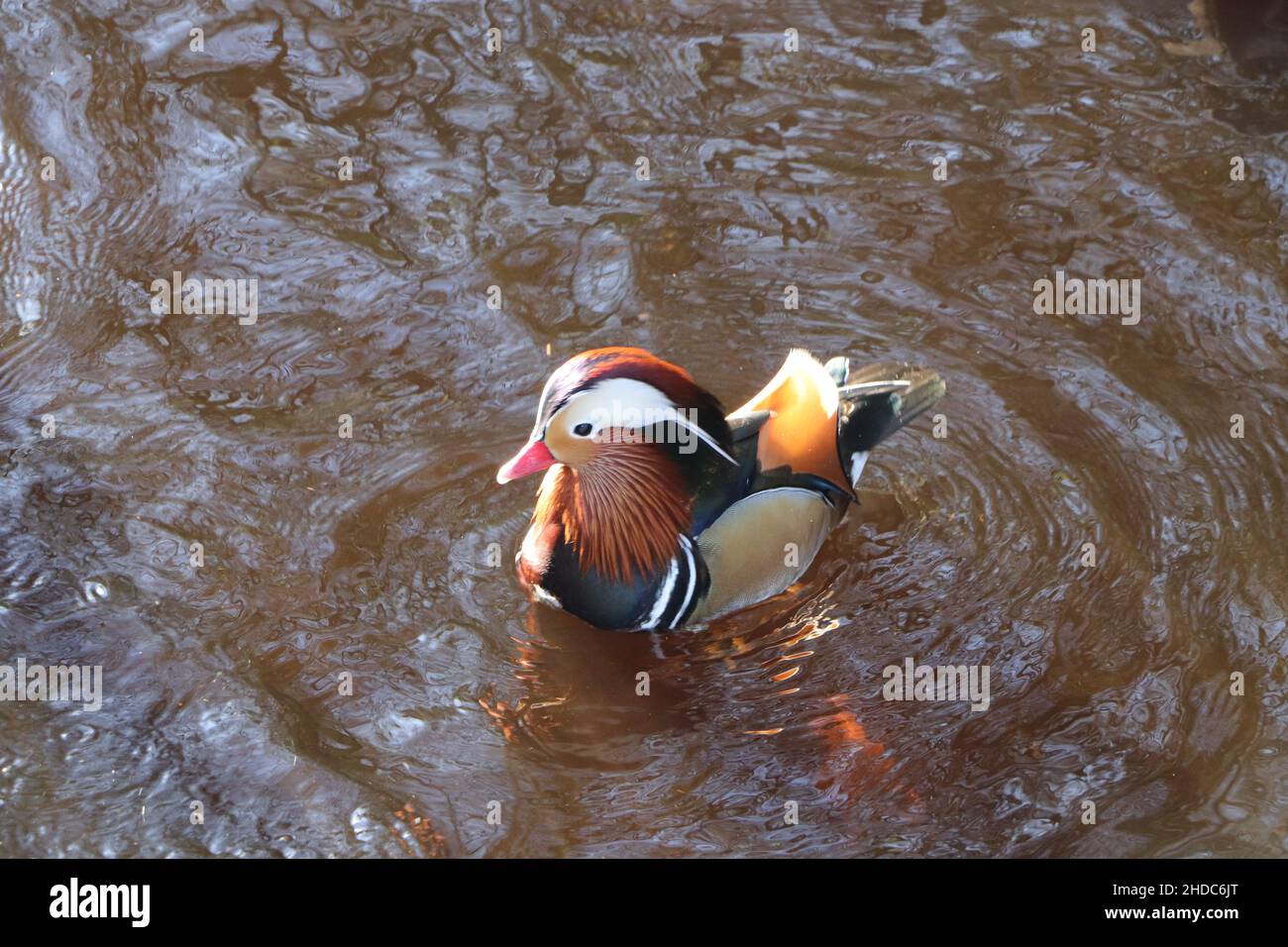 Etherow nature reserve hi-res stock photography and images - Alamy