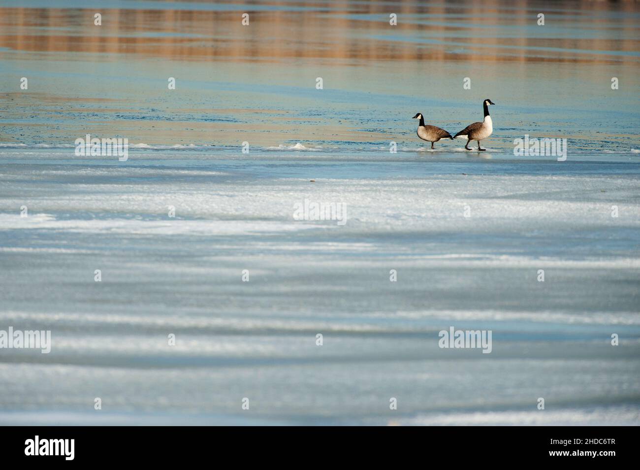 Canada geese on frozen pond Stock Photo - Alamy