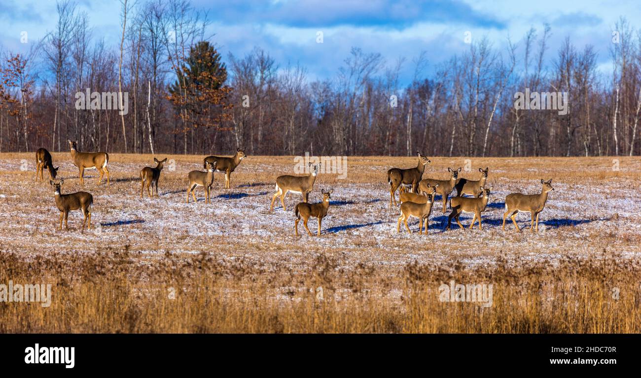 White-tailed deer in a farmer's field in northern Wisconsin Stock Photo ...