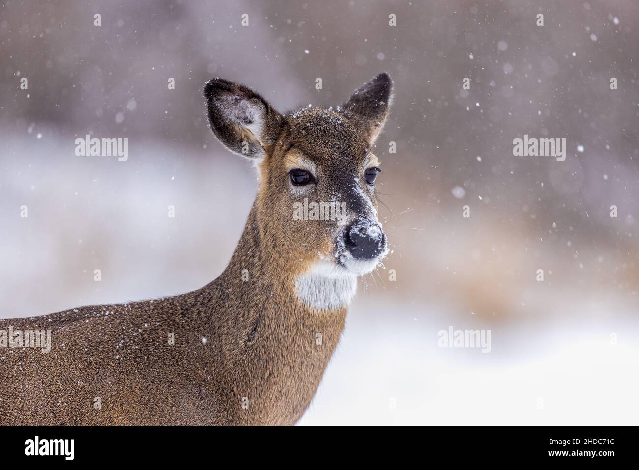 Snow falling on a white-tailed doe in northern Wisconsin Stock Photo ...