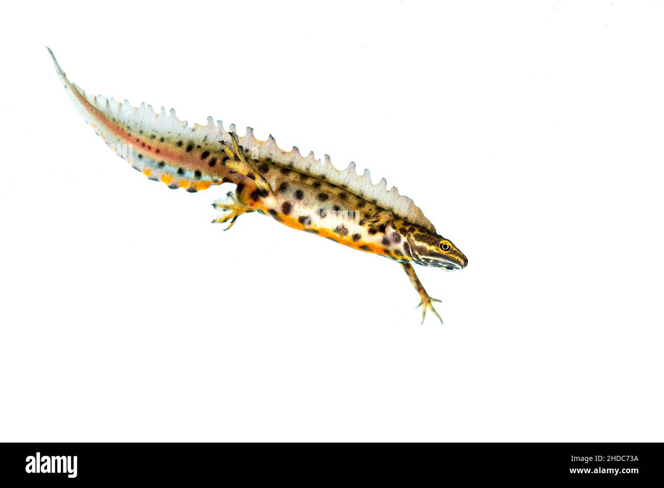Triturus cristatus Cut Out Stock Images & Pictures - Alamy