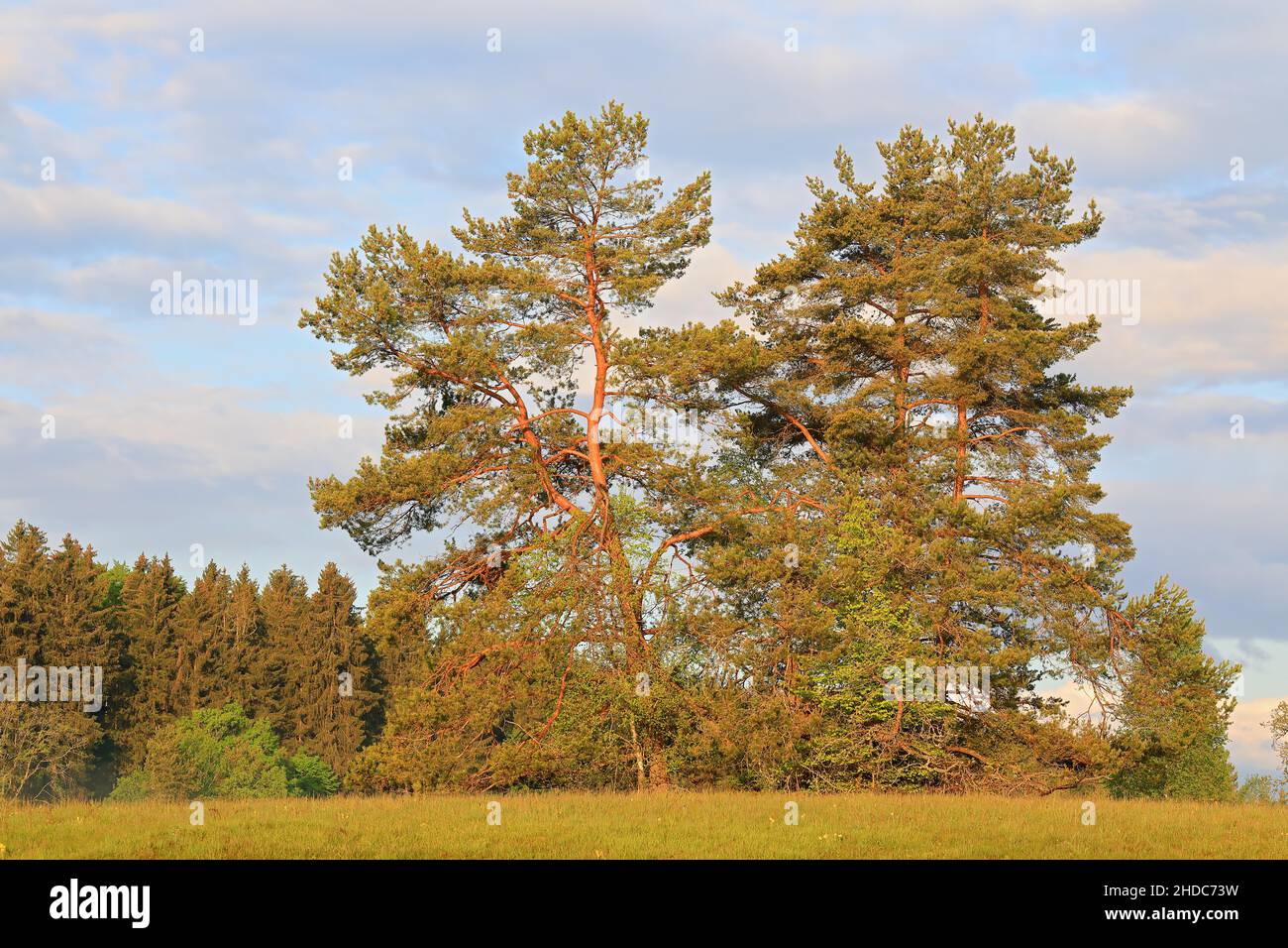 Pine (Pinus), spruce (Pinaceae), Irndorfer Hardt, Upper Danube nature ...