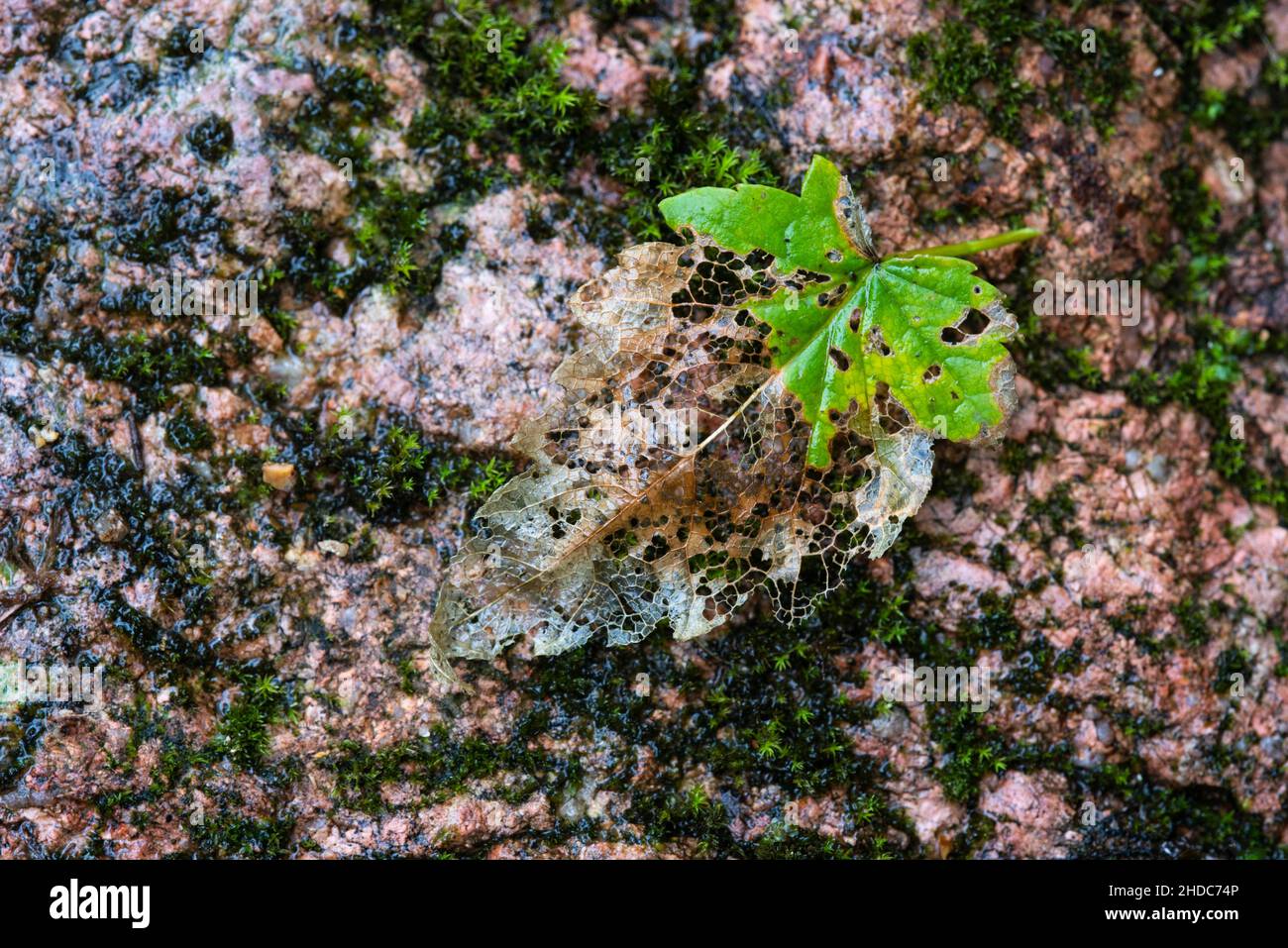 Broken leaf hi-res stock photography and images - Alamy