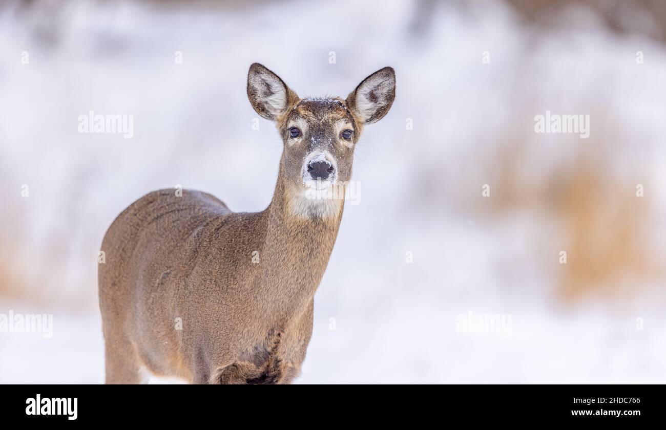 Buck fawn hi-res stock photography and images - Alamy