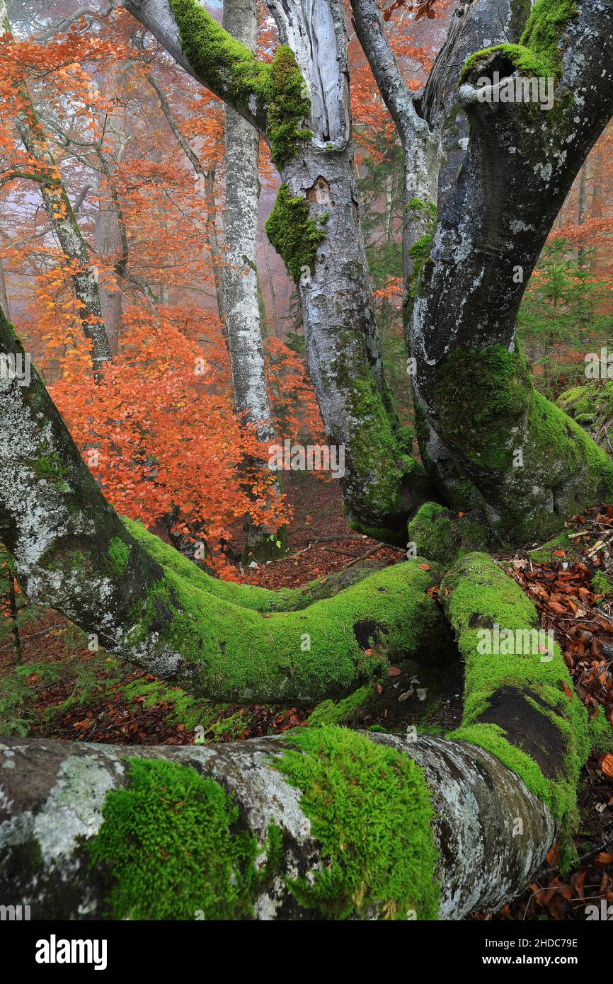 Beech (Fagus) (Fagaceae) in autumn forest, moss on beech trunk, mixed ...