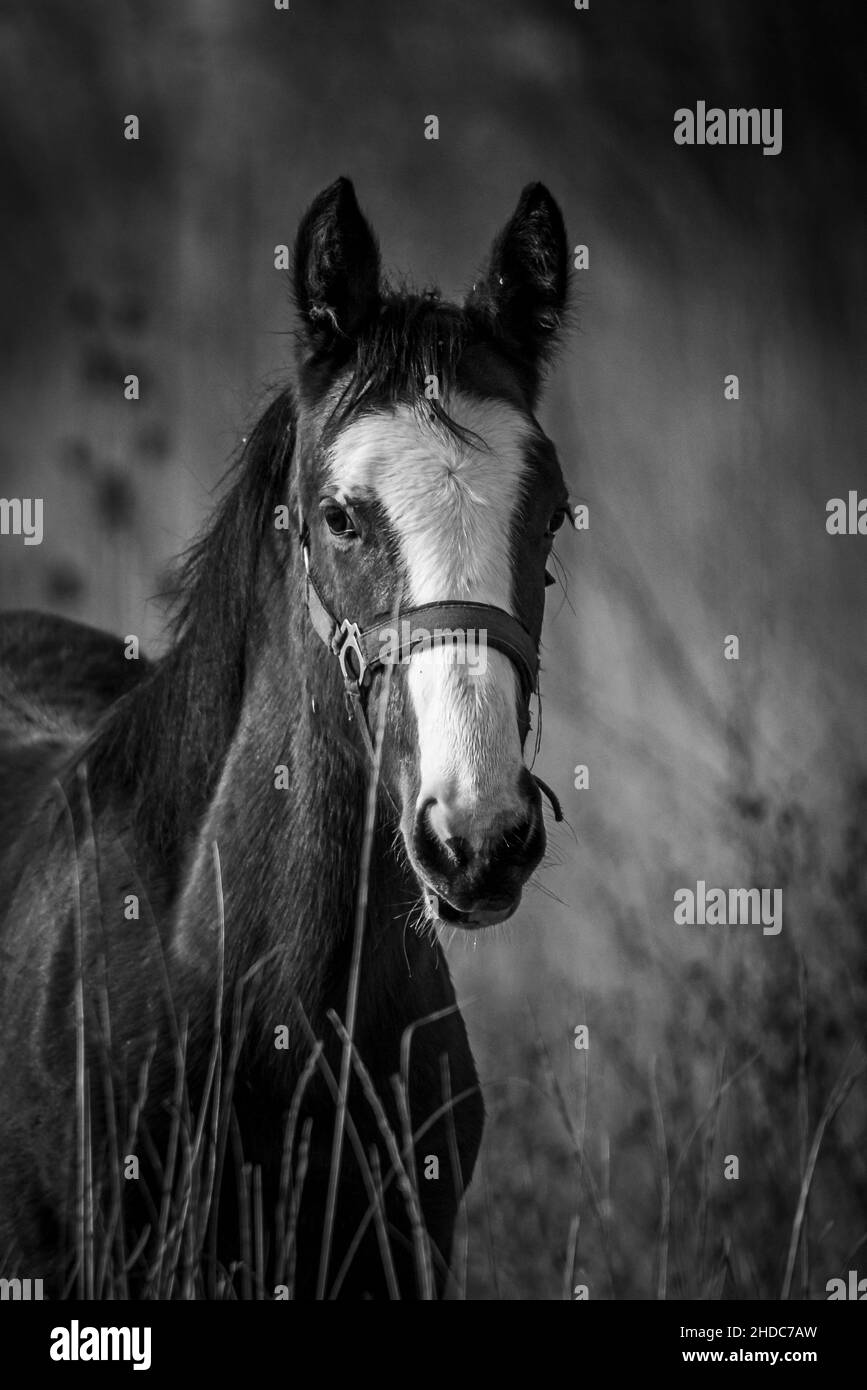 Beautiful ears hi-res stock photography and images - Alamy