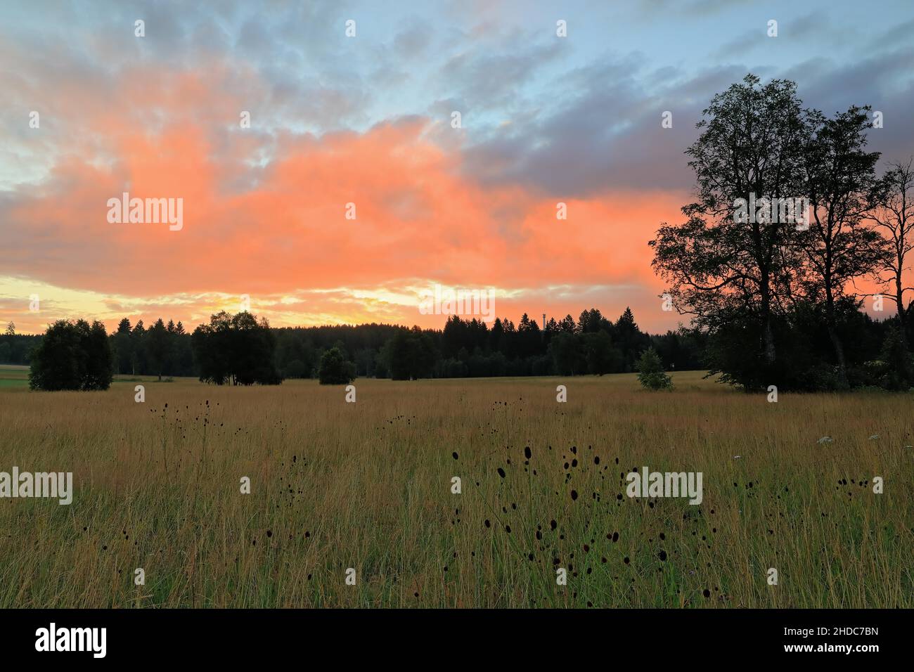 Great burnet (Sanguisorba officinalis), Rosaceae, sunrise, Irndorfer ...