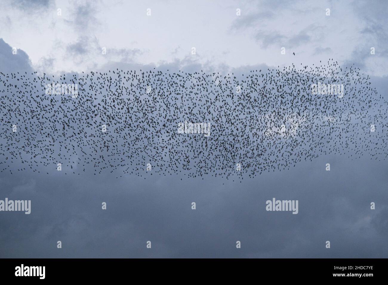 ROME, ITALY. 5 January 2022. A murmuration of starlings swooping above ...