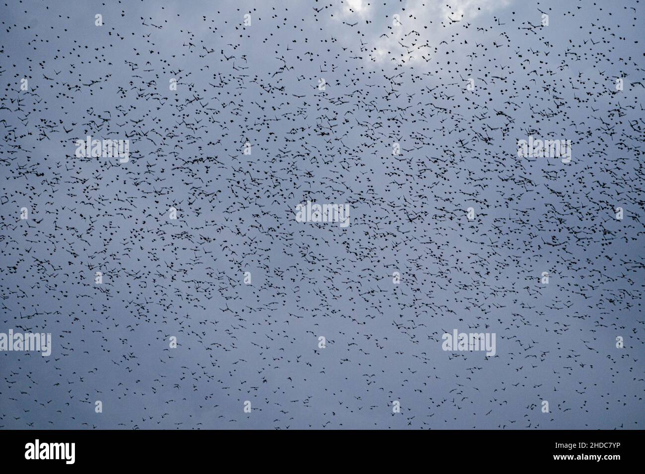 ROME, ITALY. 5 January 2022. A murmuration of starlings swooping above ...