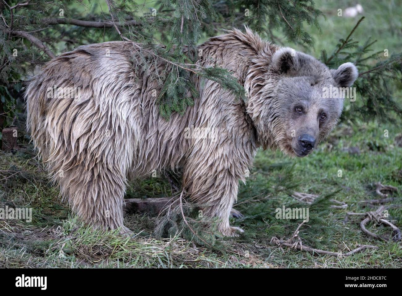 Syrian brown bear (Ursus arctos syriacus Stock Photo - Alamy