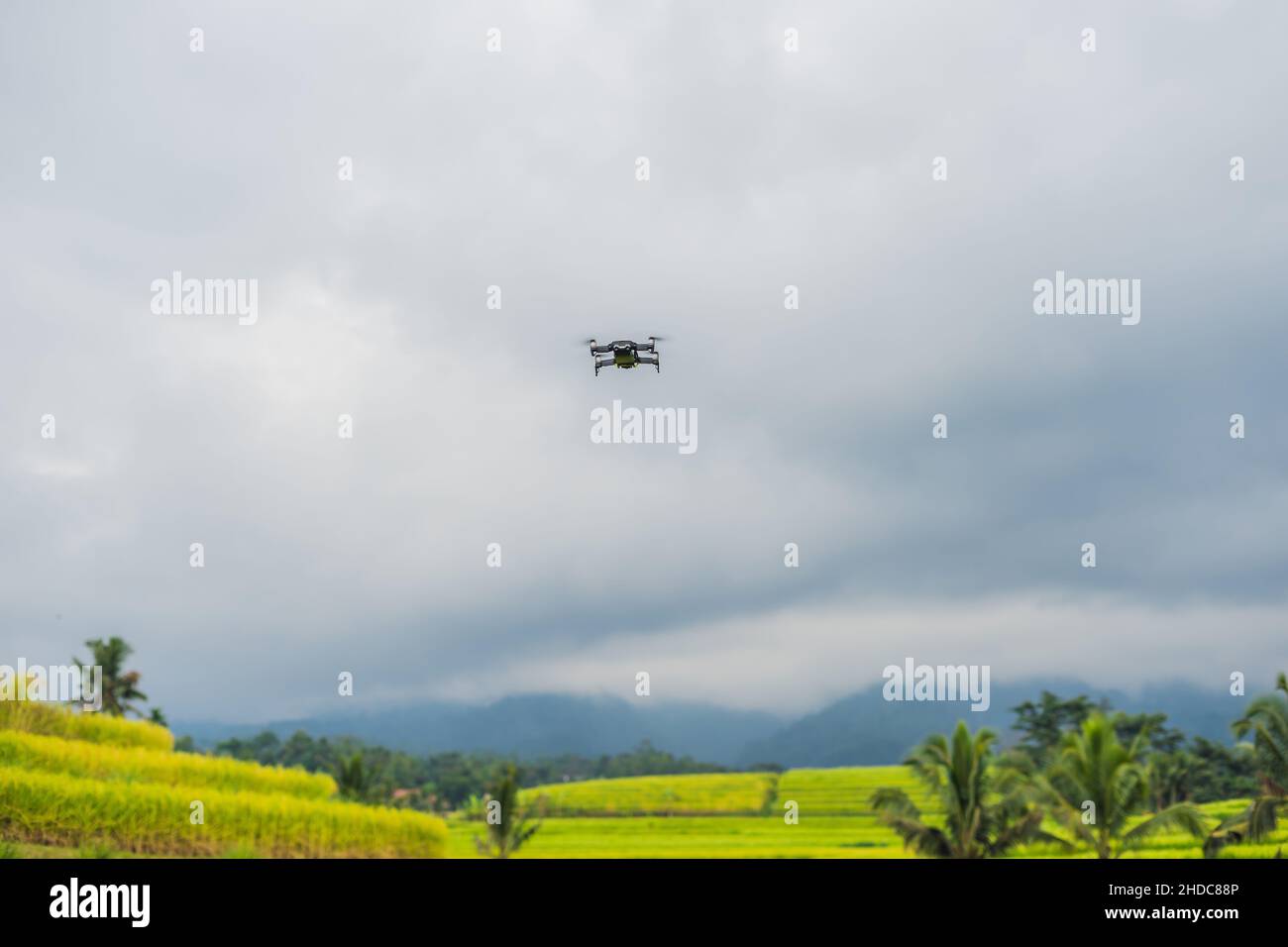 Drone flight over beautiful rice hi-res stock photography and images ...