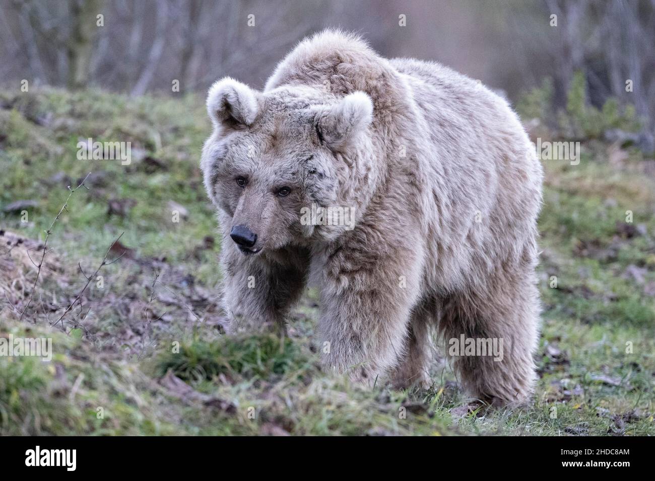 Syrian brown bear hi-res stock photography and images - Alamy
