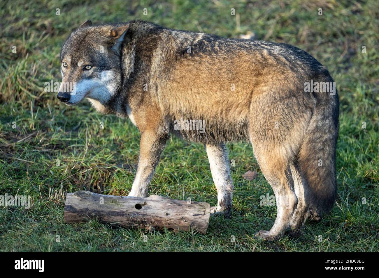 Gray Wolf (Canis lupus Stock Photo - Alamy