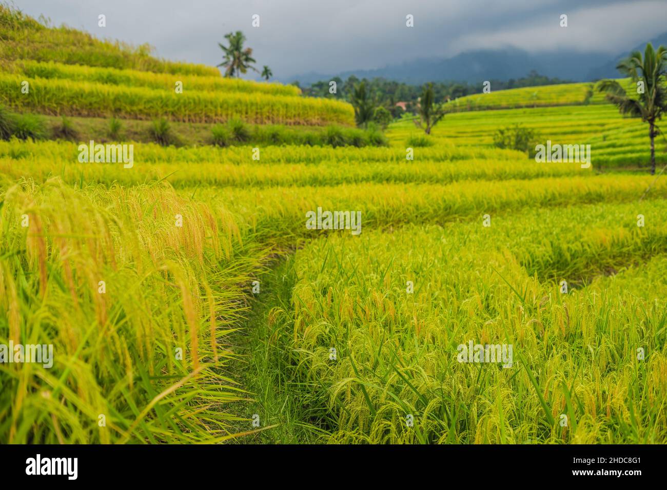 Beautiful Jatiluwih Rice Terraces against the background of famous ...