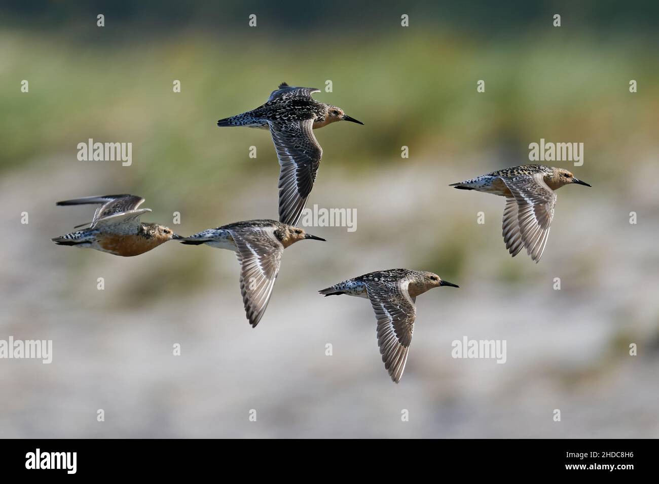 Red knots in flight in their natural enviroment Stock Photo - Alamy