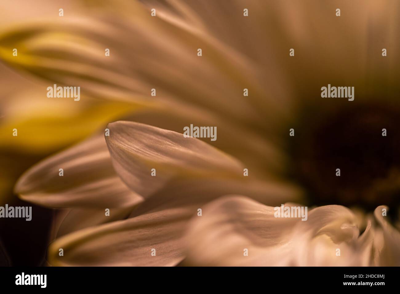 Petals of a Gerbera Flower Stock Photo - Alamy