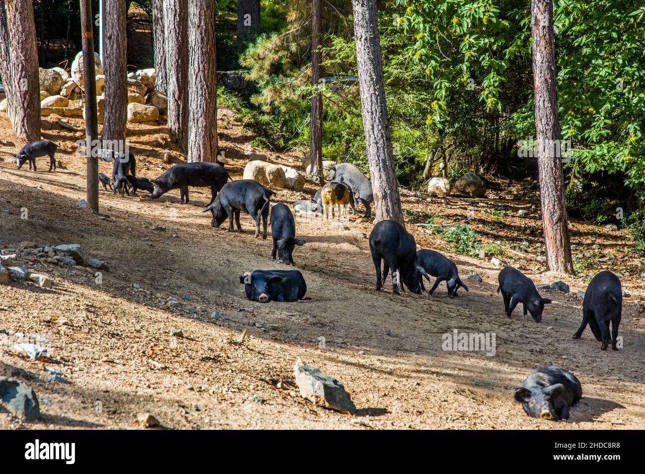 Semi-wild pigs in the rugged mountains, Corsica, Corte, Corsica, France ...