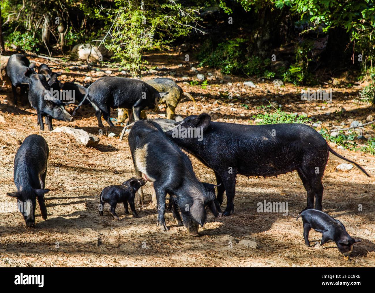 Semi-wild pigs in the rugged mountains, Corsica, Corte, Corsica, France ...