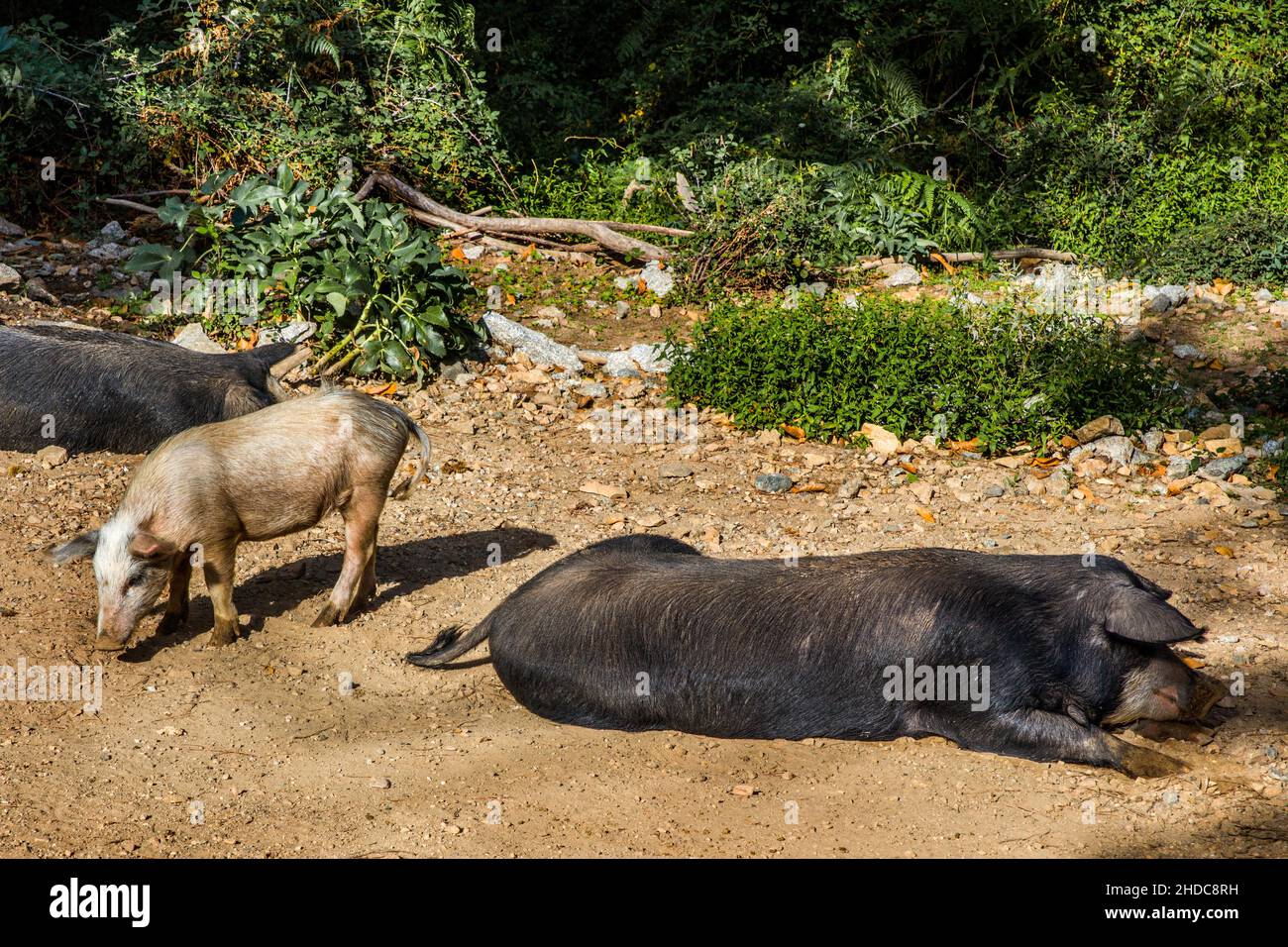 Semi-wild pigs in the rugged mountains, Corsica, Corte, Corsica, France ...