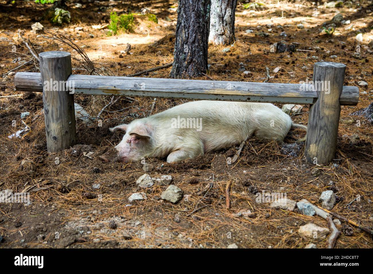 Semi-wild pigs in the rugged mountains, Corsica, Corte, Corsica, France ...