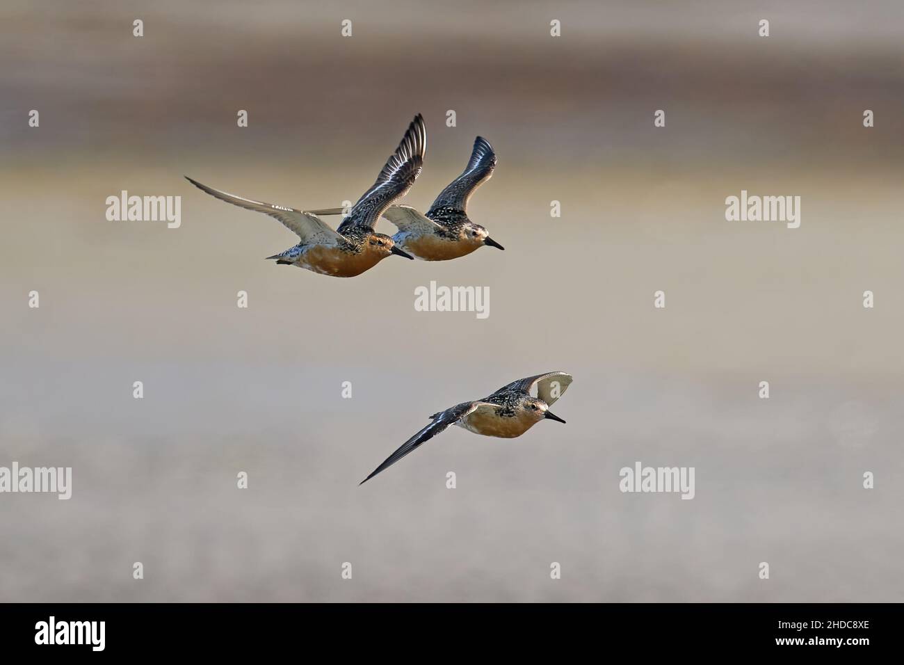 Red knots in flight in their natural enviroment Stock Photo - Alamy