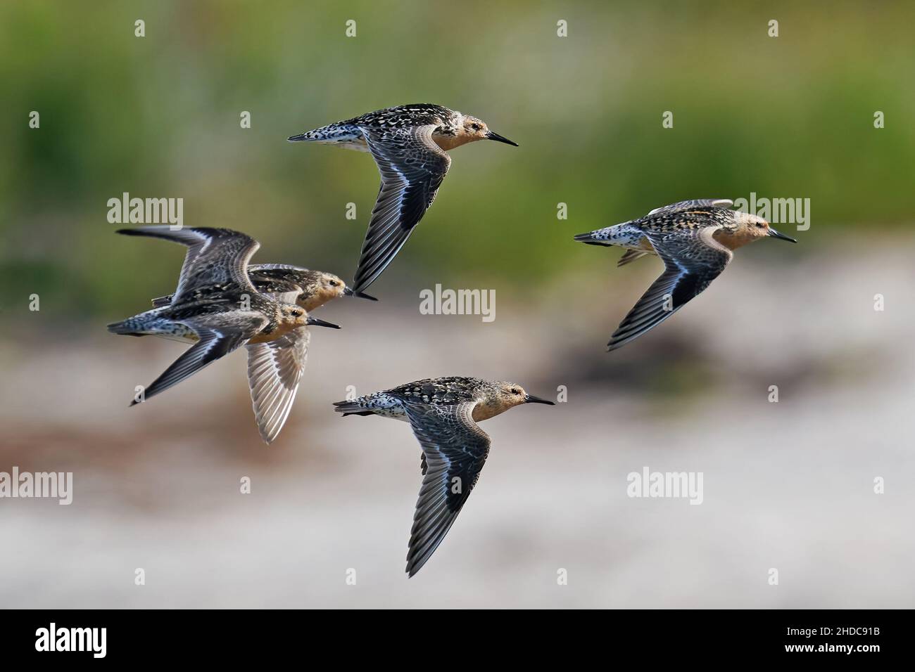 Red knots in flight in their natural enviroment Stock Photo - Alamy