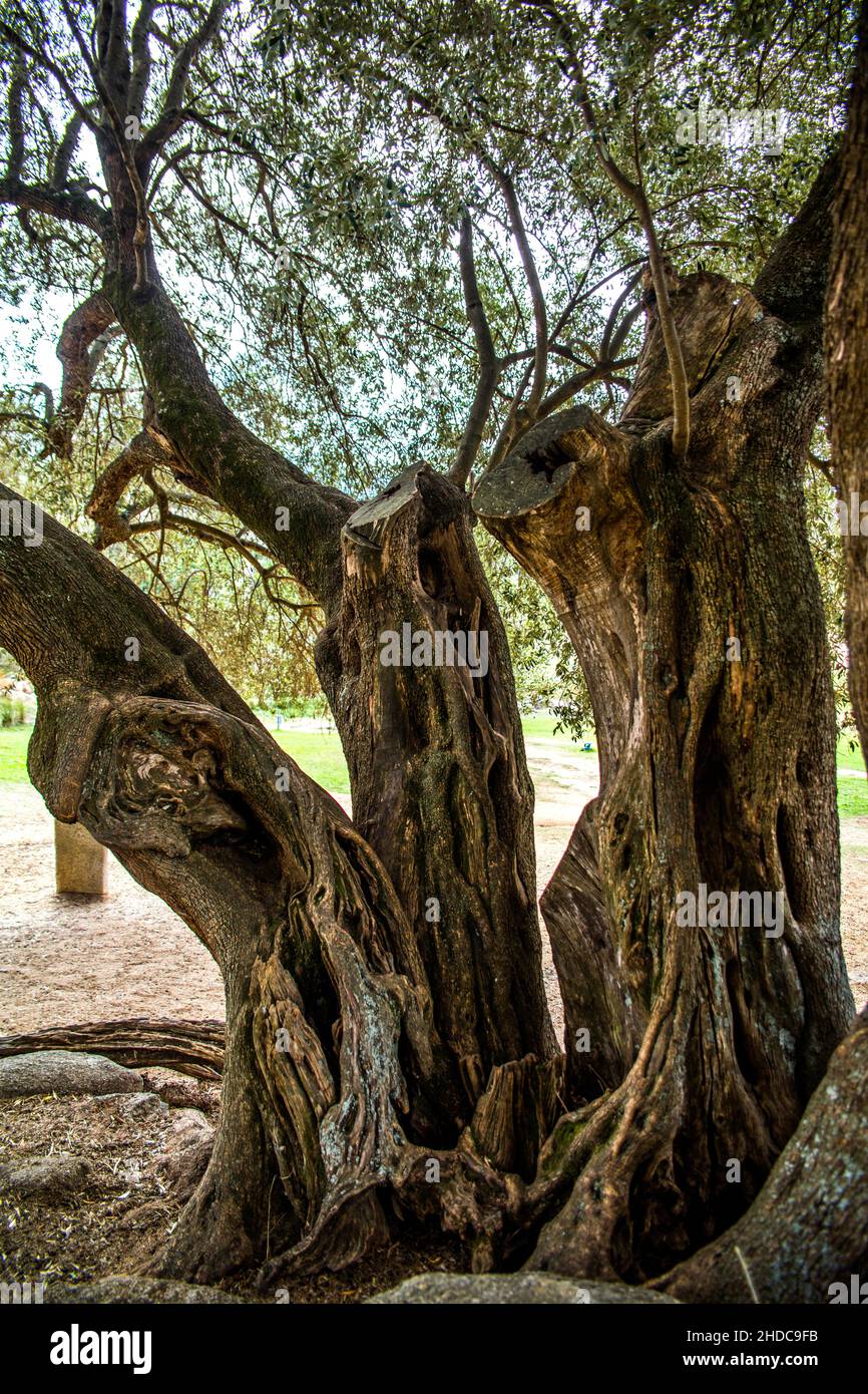 1200 year old olive tree, Filitosa archaeological site, Corsica ...