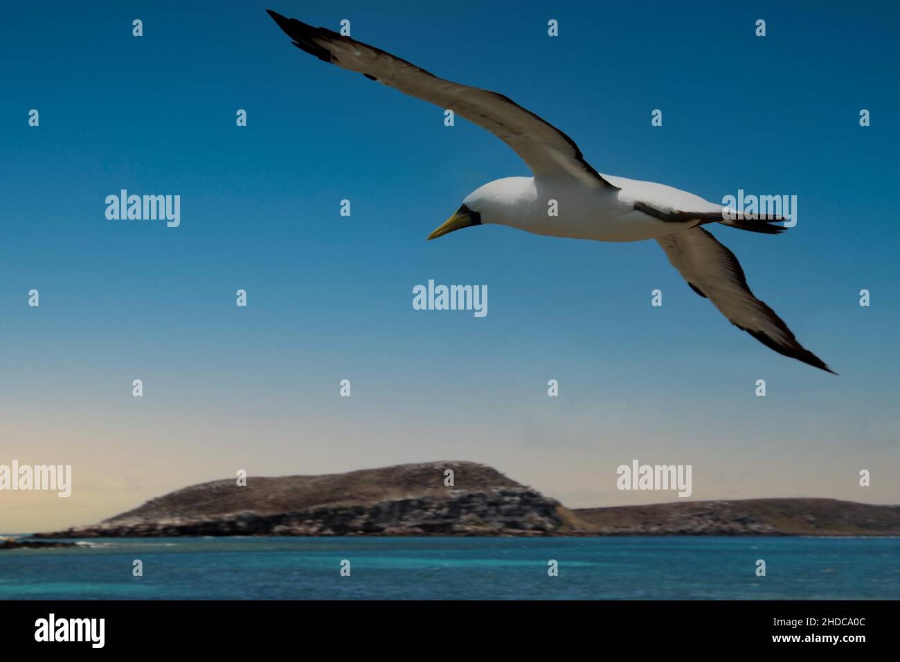 Atoba Bird - Sula Leukogaster - seen in Parque Marinhos dos Abrolho in ...